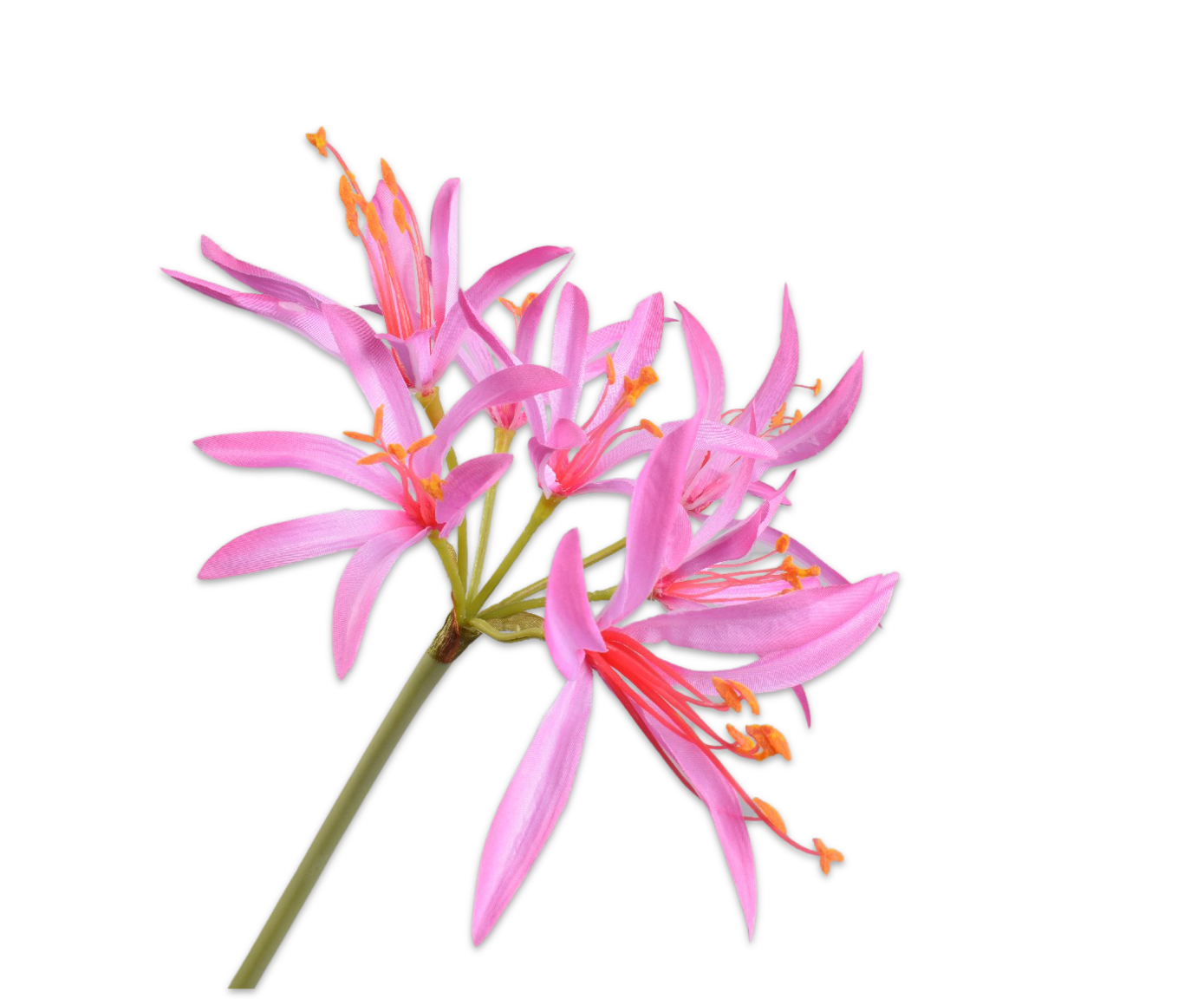 Nerine Bouquet