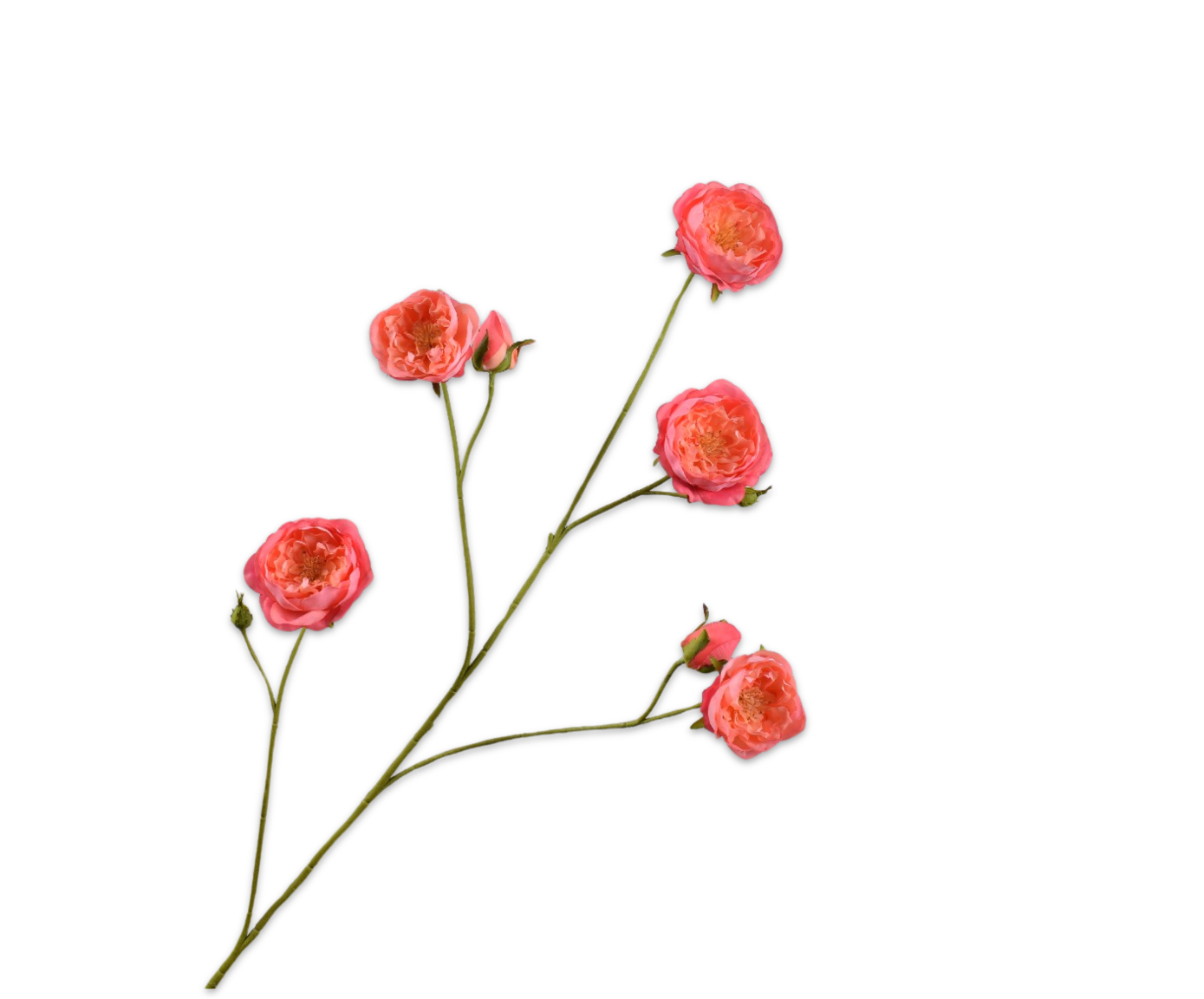 ROSA RAMA SALMON RT 103 CM