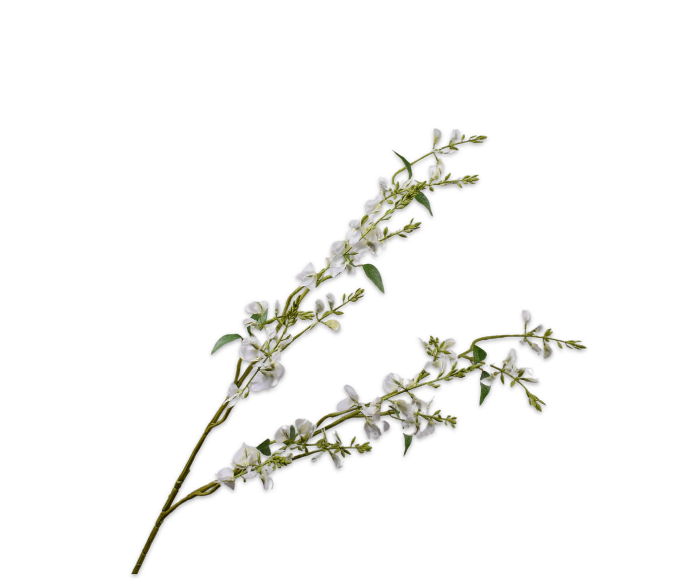 LATHYRUS SPRAY CREAM RT 123 CM