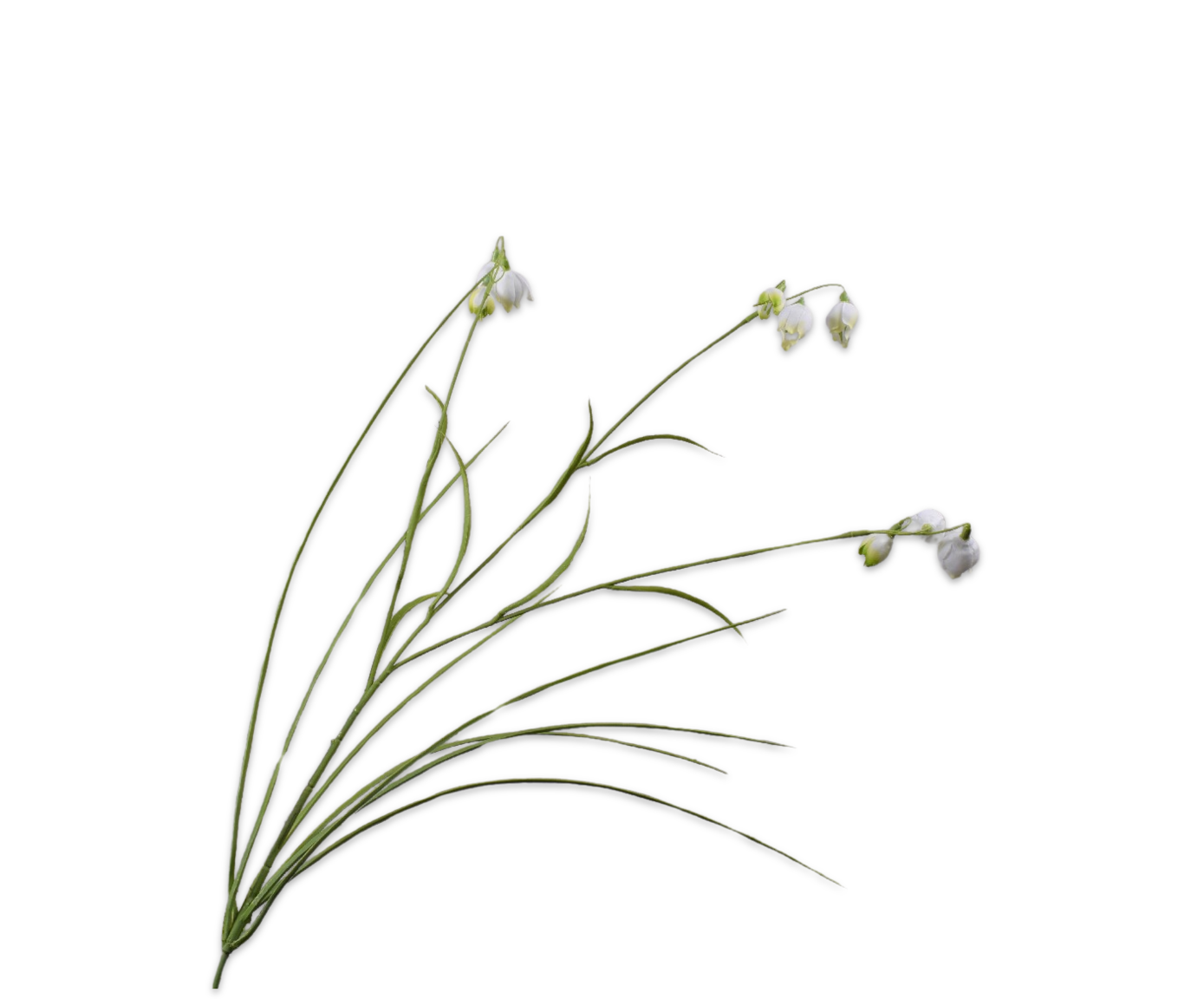 SNOWDROP SPRAY CREAM 70 CM