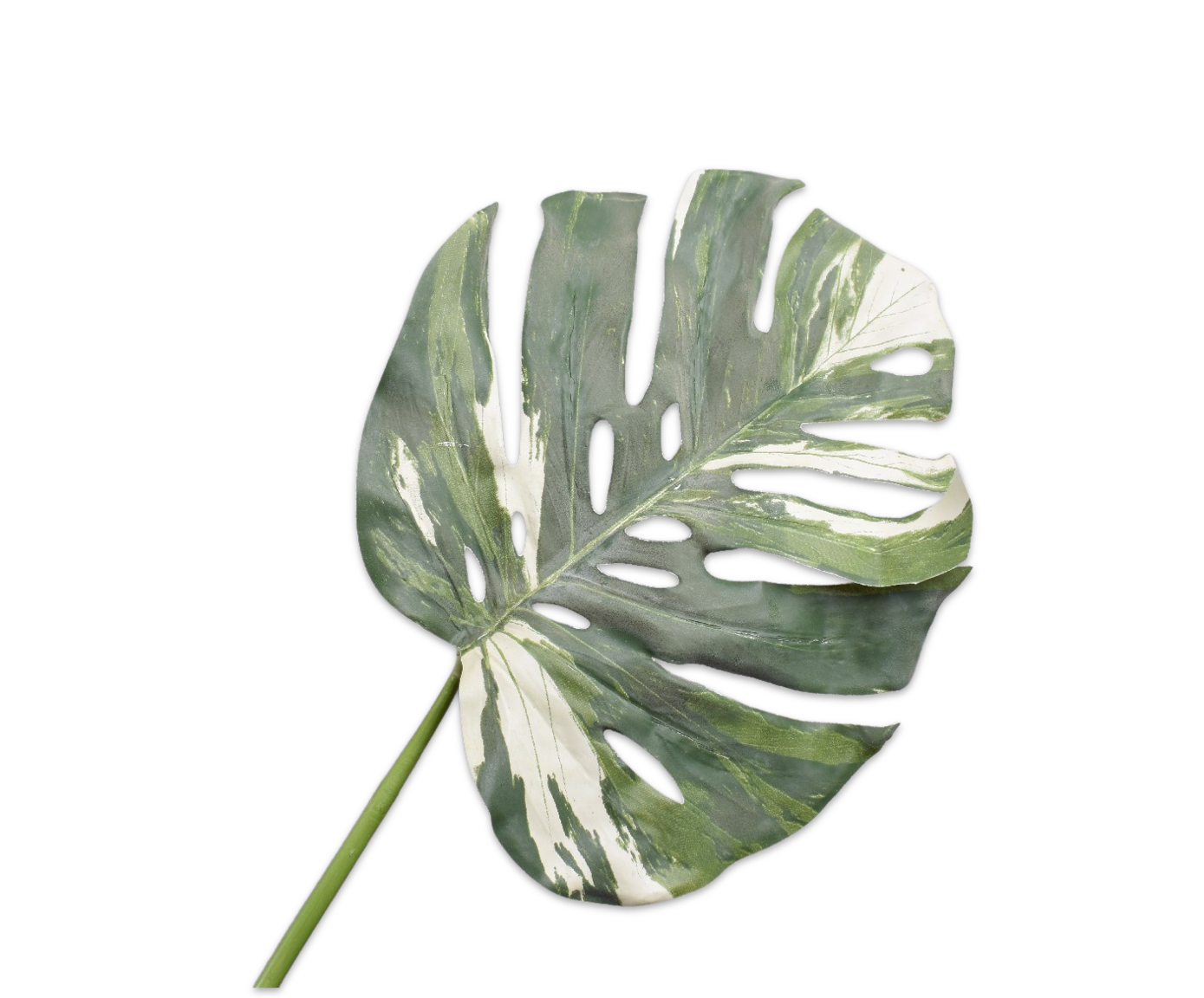 MONSTERA STEM GRN/WHT 100 CM