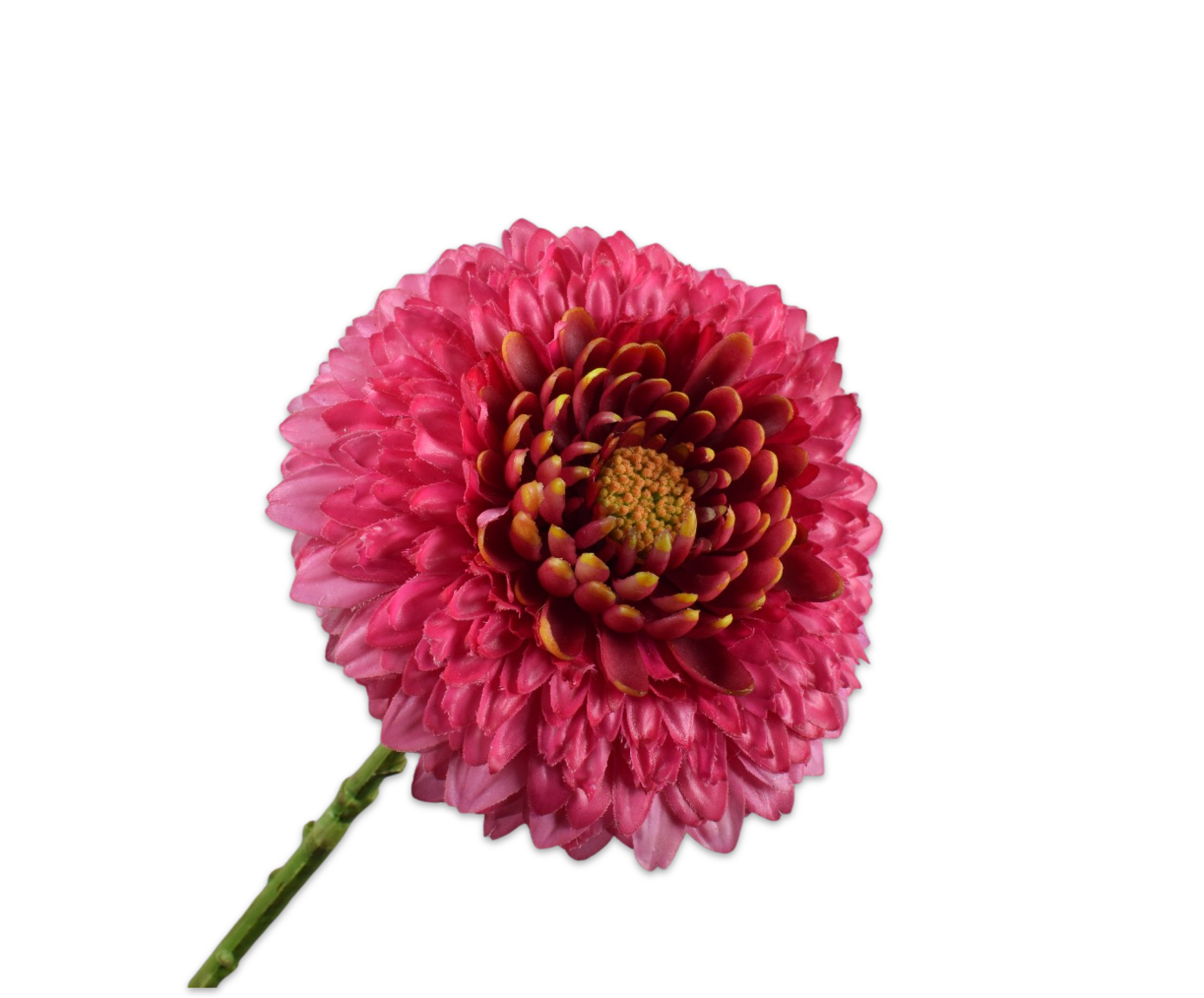 GERBERA TALLO BEAUTY RT 60 CM