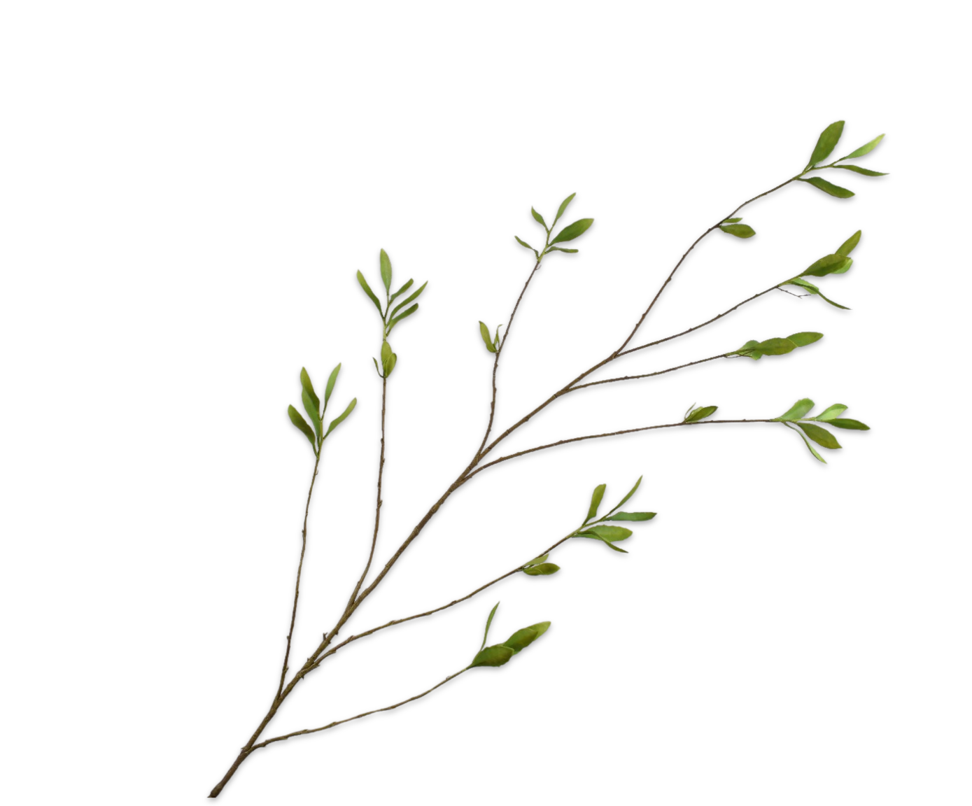 LAUREL SPRAY GREEN 170 CM
