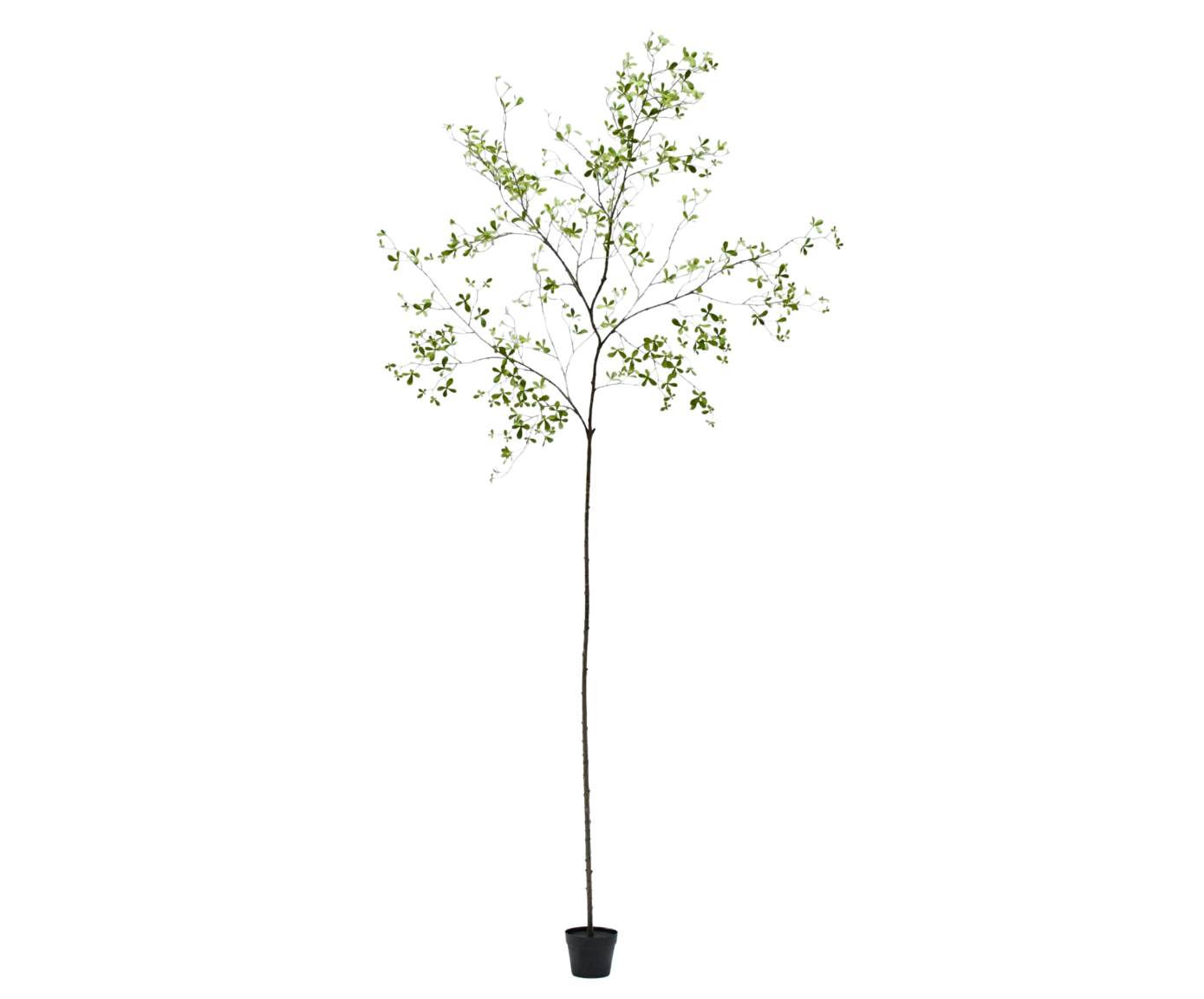 BUCIDA I/POT GREEN 290 CM
