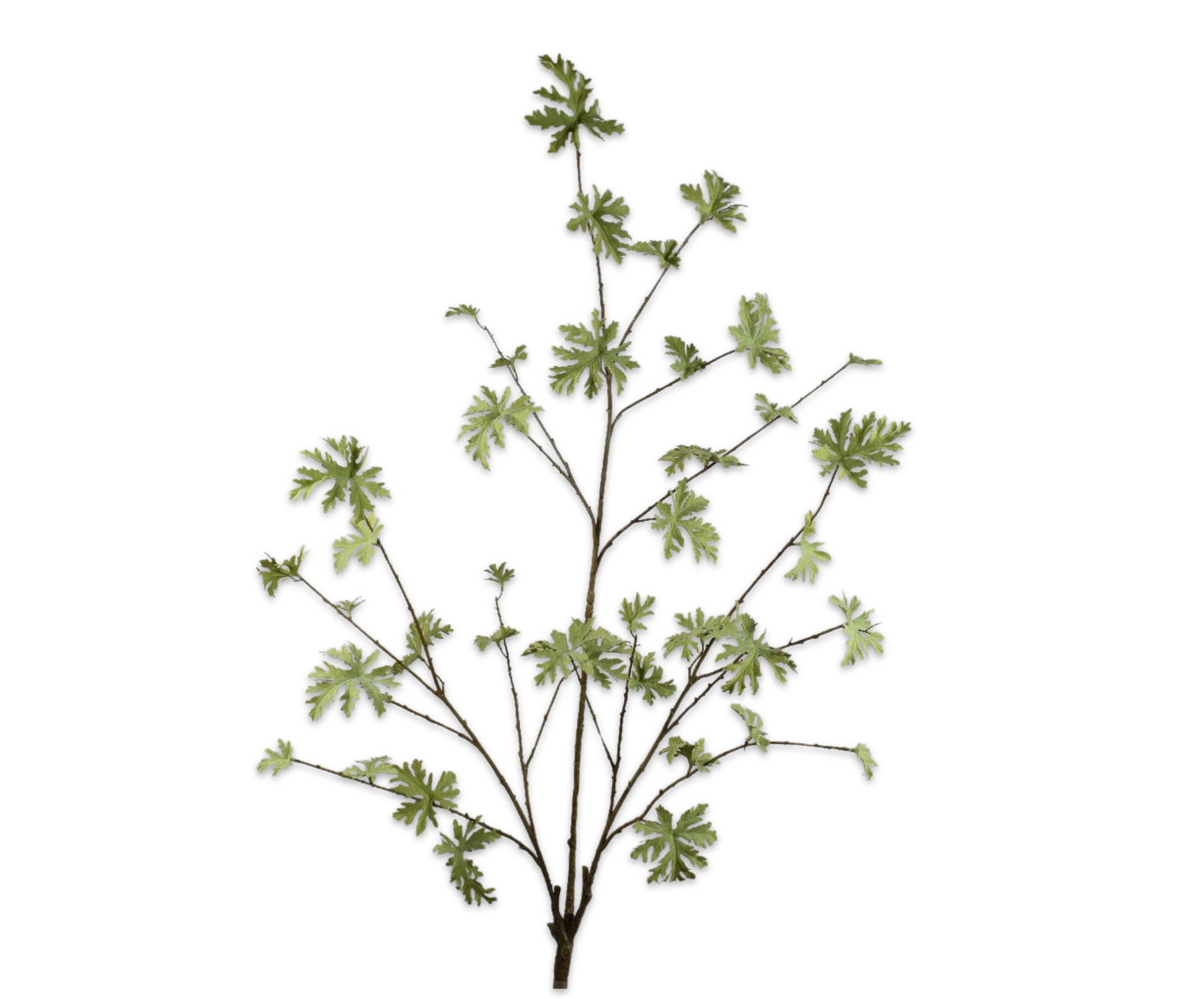 PELARGONIO CESPUGLIO VERDE 118 CM