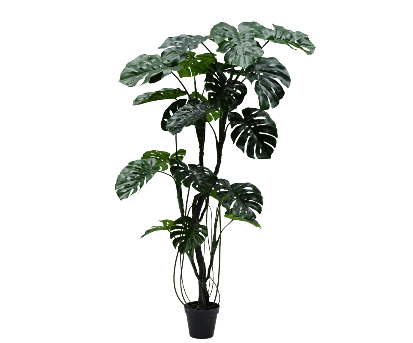 MONSTERA E/MACETA VERDE 210 CM
