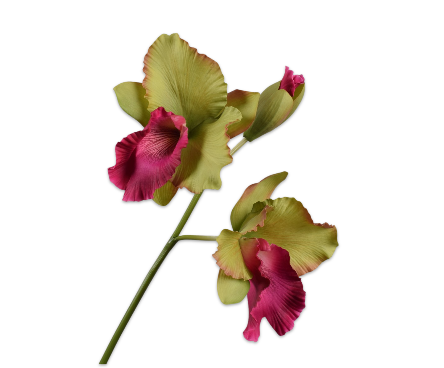 CATTLEYA STEM BUR/GRN RT 67 CM